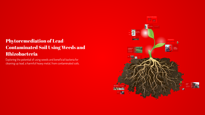 Phytoremediation of Lead-Contaminated Soil Using Weeds and ...