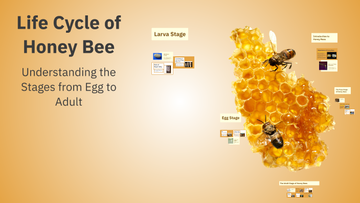 Life Cycle of Honey Bee by shinde mukta on Prezi