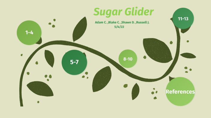 Sugar Glider Presentation by Shawn Dzurec on Prezi