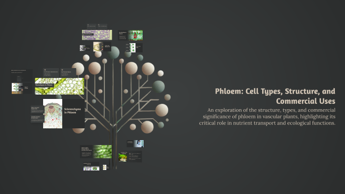 Phloem: Cell Types, Structure, and Commercial Uses by lava hikmat on Prezi