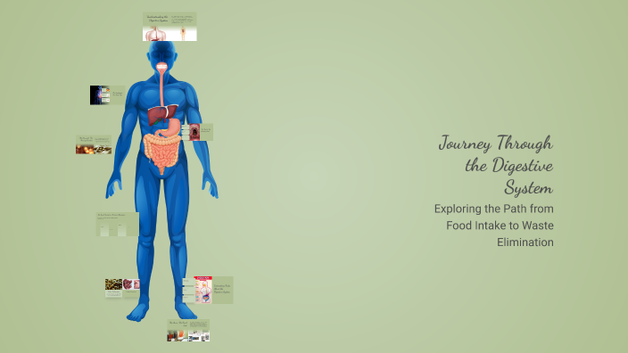 Journey Through the Digestive System by cyjohn josef asejo on Prezi