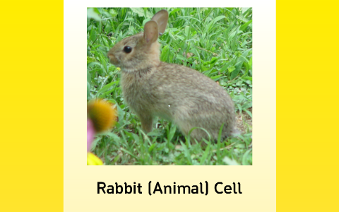 Rabbit (Animal) Cell by Hallie Hudson on Prezi