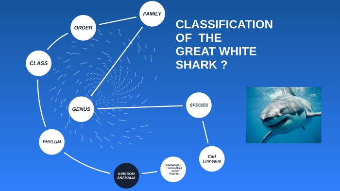 Classification of the Great White Shark - BM by Beau McCaul on Prezi
