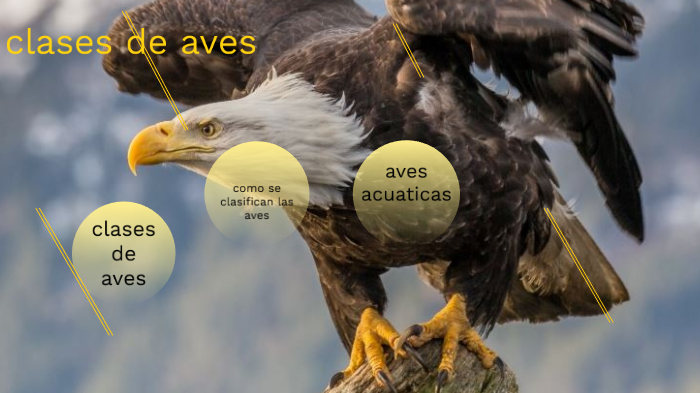 Clases de aves by Daniel Fernando Romero Tovar on Prezi