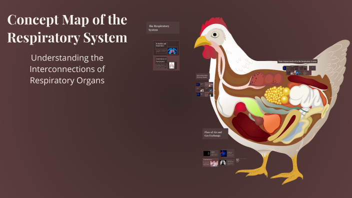 Concept Map of the Respiratory System by Nazario Pacheco-Martinez on Prezi