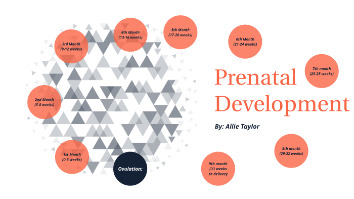 Fetal Development Timeline by Allie Taylor on Prezi