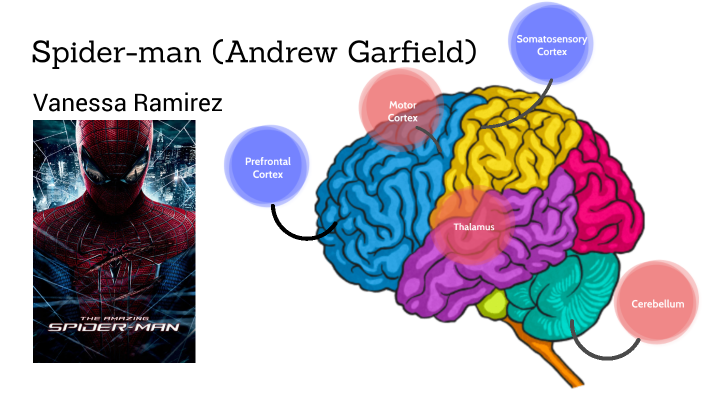 Celebrity Brain by VANESSA 0200286 on Prezi
