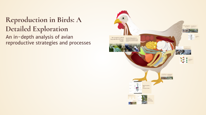 Reproduction in Birds: A Detailed Exploration by abdullahi kudu ...