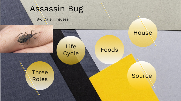Insect Project by Spark Plug on Prezi
