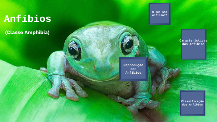 Anfíbios by Caio Henrique Moreira Martins on Prezi