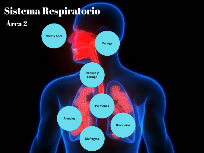 Sist. Respiratorio by Alejandro Arnaiz Batiz on Prezi