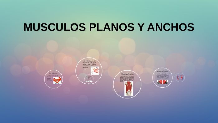 Musculos Planos y Anchos by Maria Camila Patiño Muñeton on Prezi