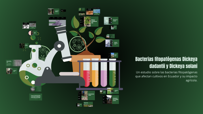 Bacterias fitopatógenas Dickeya dadantii y Dickeya solani by Jose Curay ...