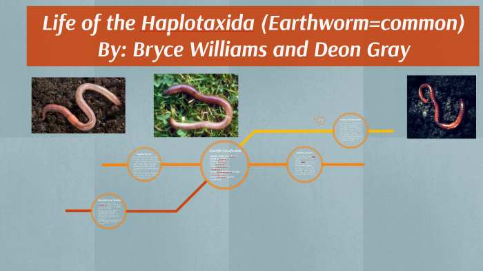 Life of the Haplotaxida (Earthworm) by Bryce Williams on Prezi