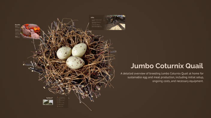 Backyard Breeding of Jumbo Coturnix Quail: A Comprehensive Guide by ...
