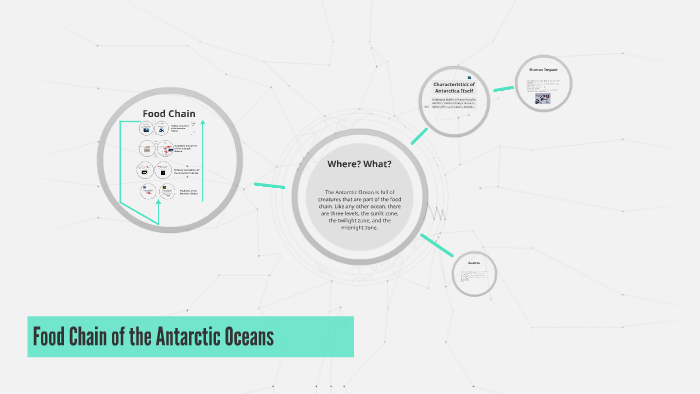 Food Chain of the Antarctic Oceans by Connor Searcy on Prezi