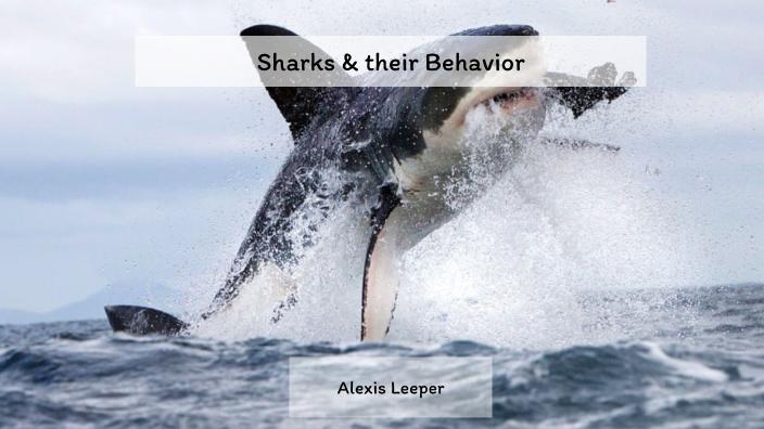 1st Quarter Project - Shark Behavior by Alexis Leeper on Prezi