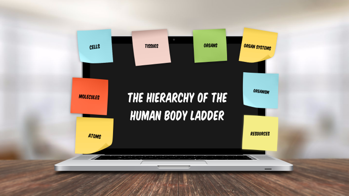 Unit 3 Lab: The Hierarchy of the Human Body Ladder by Caitlyn Kirk on Prezi
