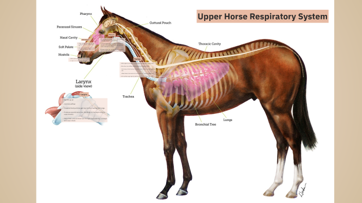 Horse Respiratory System by Gemma Boada Vallmitjana on Prezi