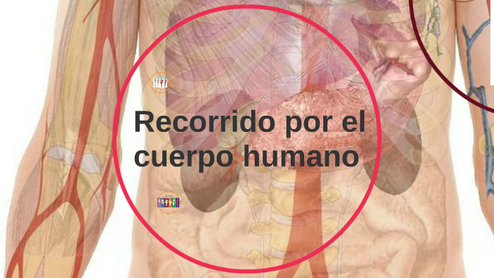 recorrido por el cuerpo humano by Juana de Lollis on Prezi