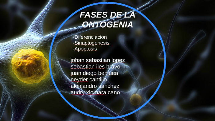 fases de la ontogenea by Johan Sebastian Lopez on Prezi