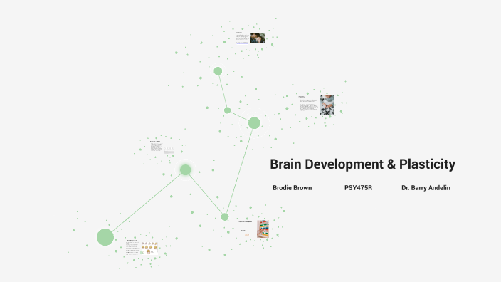 Brain Development & Plasticity by Brodie Brown on Prezi