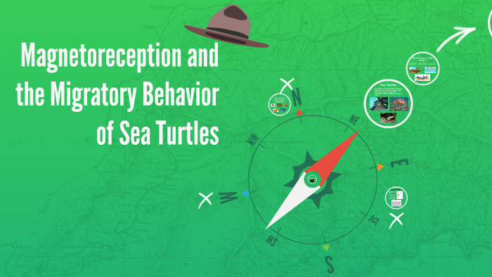 Magnetoreception and the Migratory Behavior of Sea Turtles by Sonya ...
