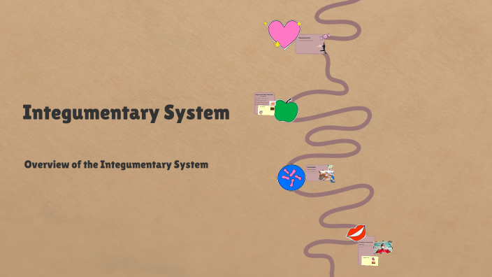 Integumentary System by Anay Miranda on Prezi