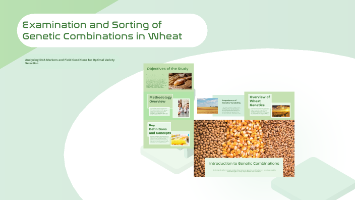 Examination and Sorting of Genetic Combinations in Wheat by akram ahmed ...