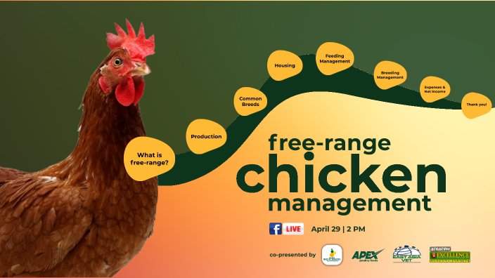 Free-range Chicken Management by Nathaniel Fabian on Prezi