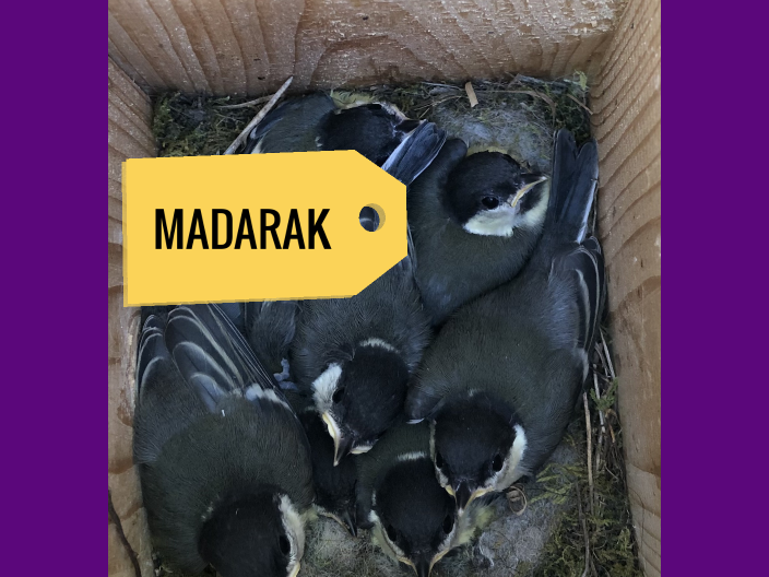 Madarak by Ágota Magyar on Prezi
