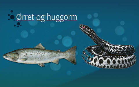 Ørret og huggorm by Havin Samir on Prezi