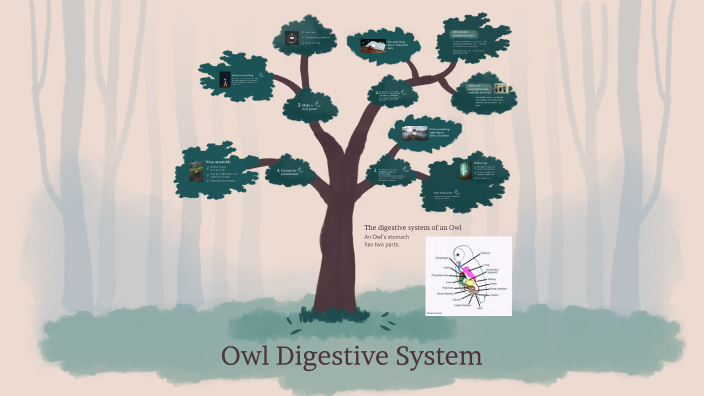 Owl Digestive System by Alexis Tomas _ Staff - AlstonRidgeES on Prezi