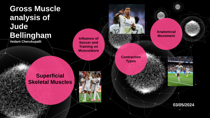 Gross Muscle project by Vedant Cherukupalli on Prezi