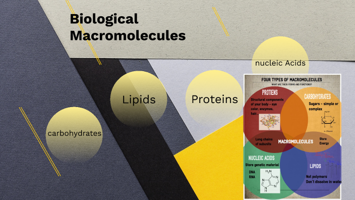 Biological Macro-molecules by Marya Algahim on Prezi