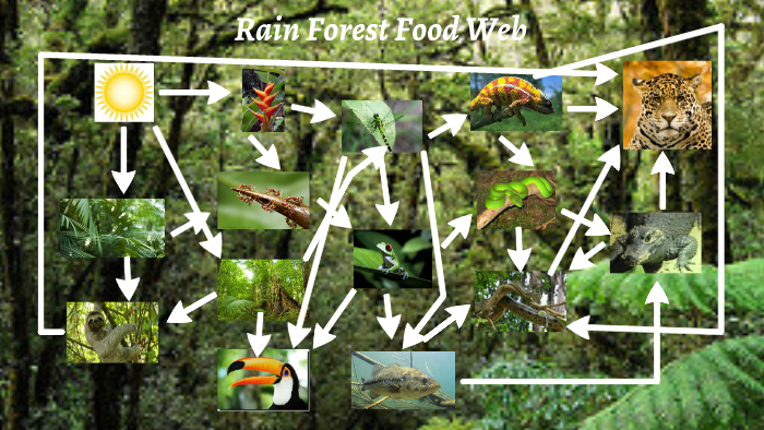 Rain Forest Food Web by NTLA School on Prezi
