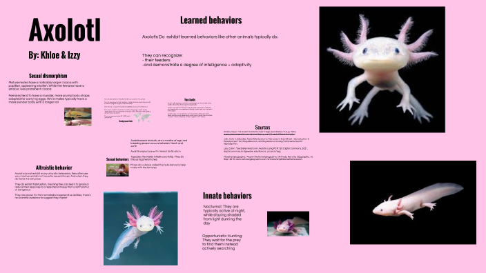 Axolotl by Isabelle Allison on Prezi