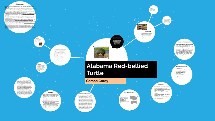 Alabama Red-bellied Turtle by Carson Corey on Prezi