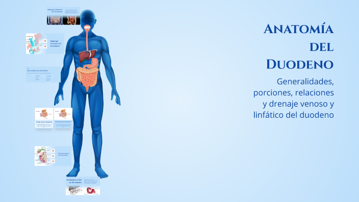 Anatomía del Duodeno by Ari Toca on Prezi