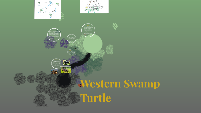 Western Swamp turtle by Sam Wood on Prezi