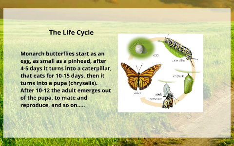 Why are Monarch butterflies disappearing??? by Noreen Heider on Prezi