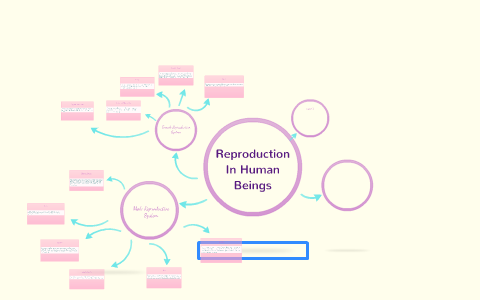 Reproduction In Human Beings by Joy Yip on Prezi