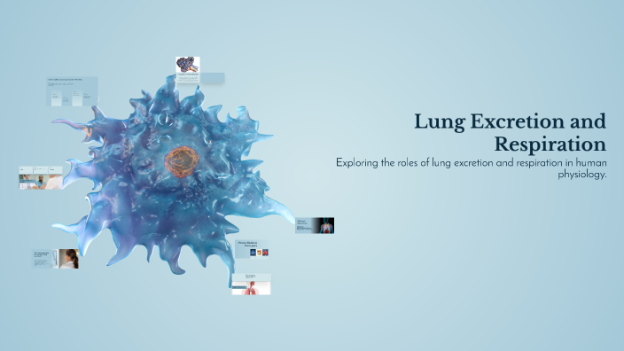 Lung Excretion and Respiration by Andreas Felix on Prezi