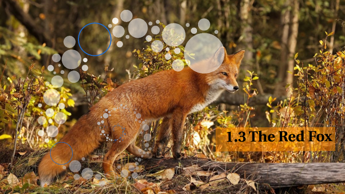 4. a 1.3 The Red Fox by Judit Gaál on Prezi