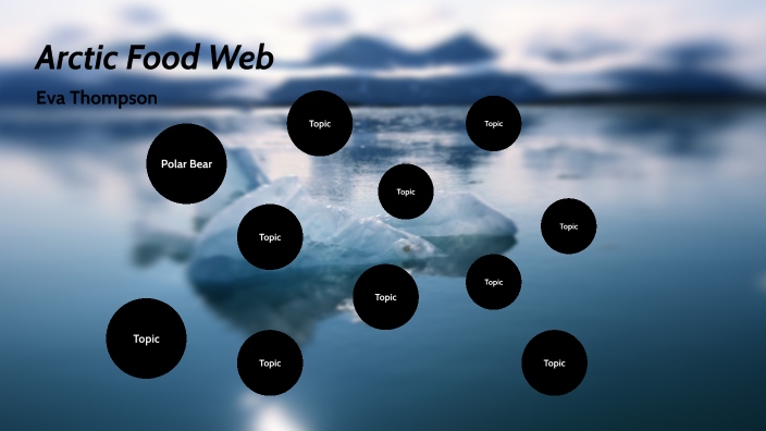 arctic food web by Eva Thompson on Prezi