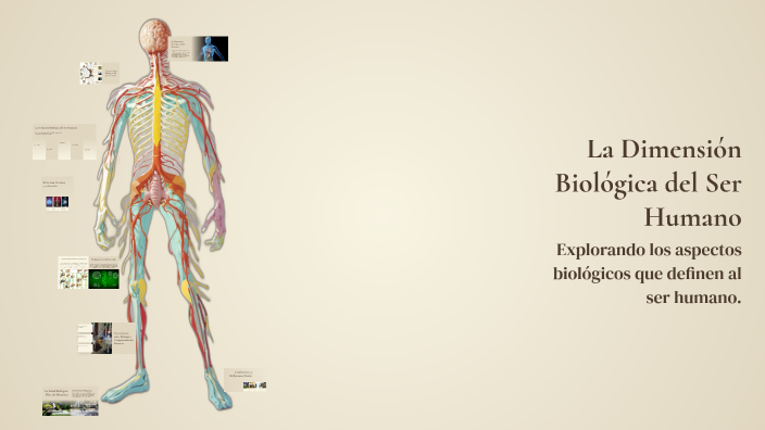 La Dimensión Biológica del Ser Humano by Juan Camilo on Prezi