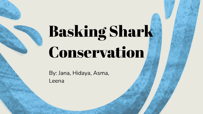 Basking Shark Conservation by Hidaya Al safadi on Prezi
