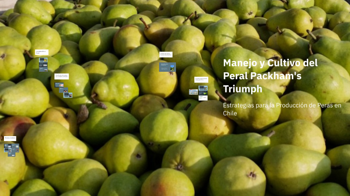 Manejo y Cultivo del Peral Packham's Triumph by TDM - on Prezi