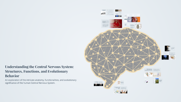 Understanding the Central Nervous System: Structures, Functions, and ...