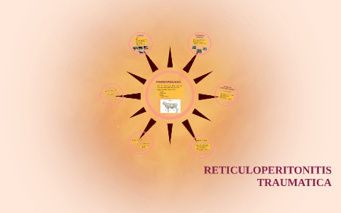 RETICULOPERITONITIS TRAUMATICA by yirleza yurani macias pantoja on Prezi